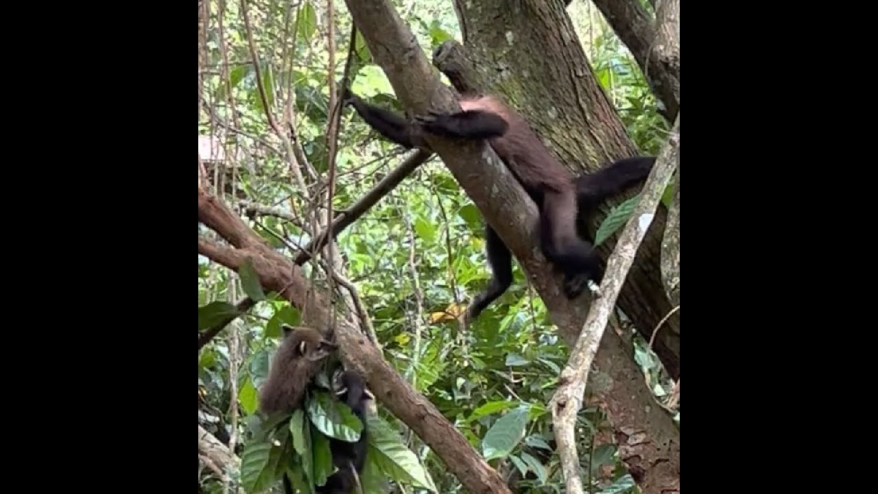 Monkey vs Baby Coatis - YouTube