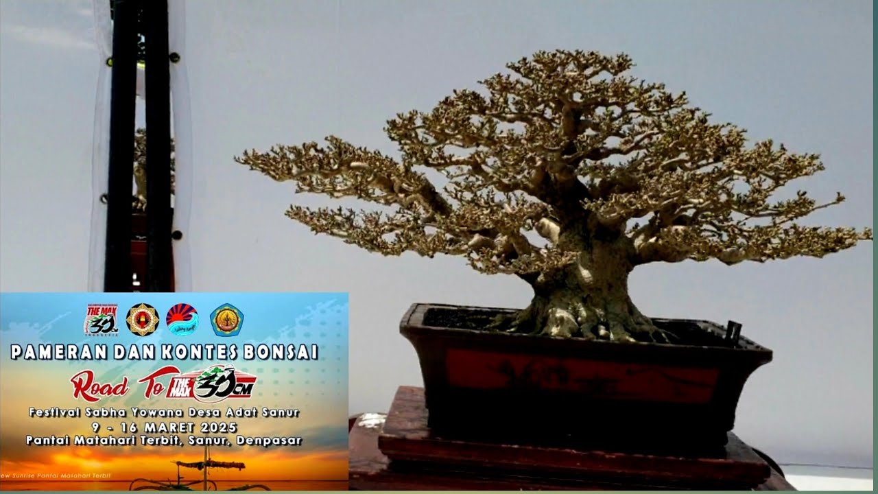 Road To The Max Bonsai Contest #bonsai #bonsaicontest #bonsaiexhibition ...