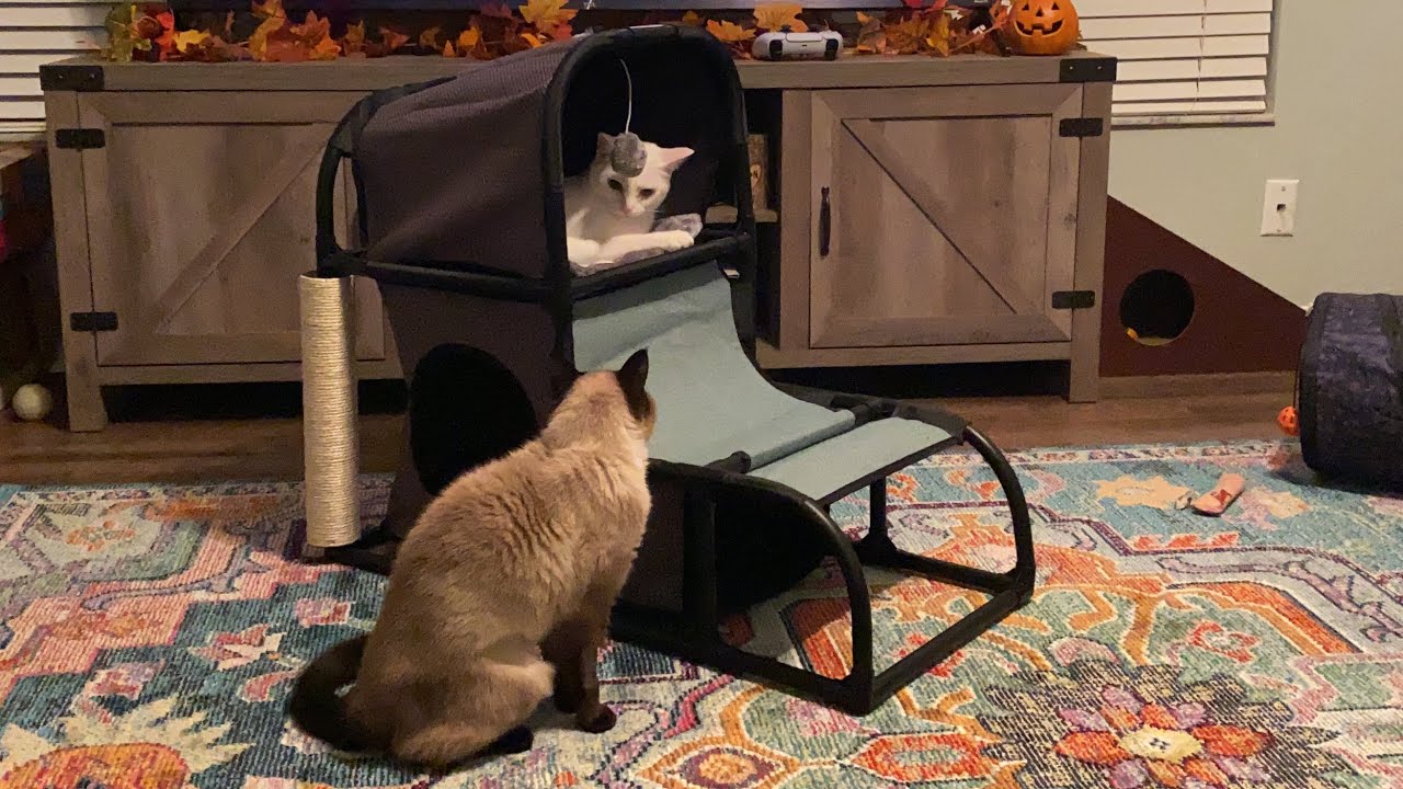 Resident Cats Build and Test a Cat Tree for Foster Kittens - YouTube