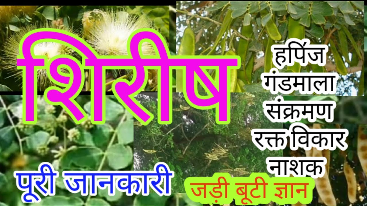 full information of siris tree | सिरस | शिरीष वृक्ष | सिरस का पेड़ ...