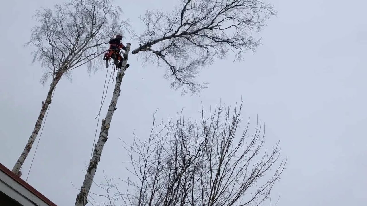 Light rigging (Betula Pubescens) - YouTube