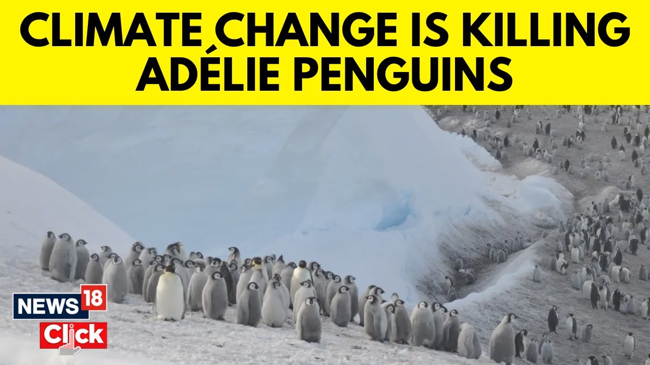 Save The Penguins | Change In Penguin Population In Antarctica Due To ...