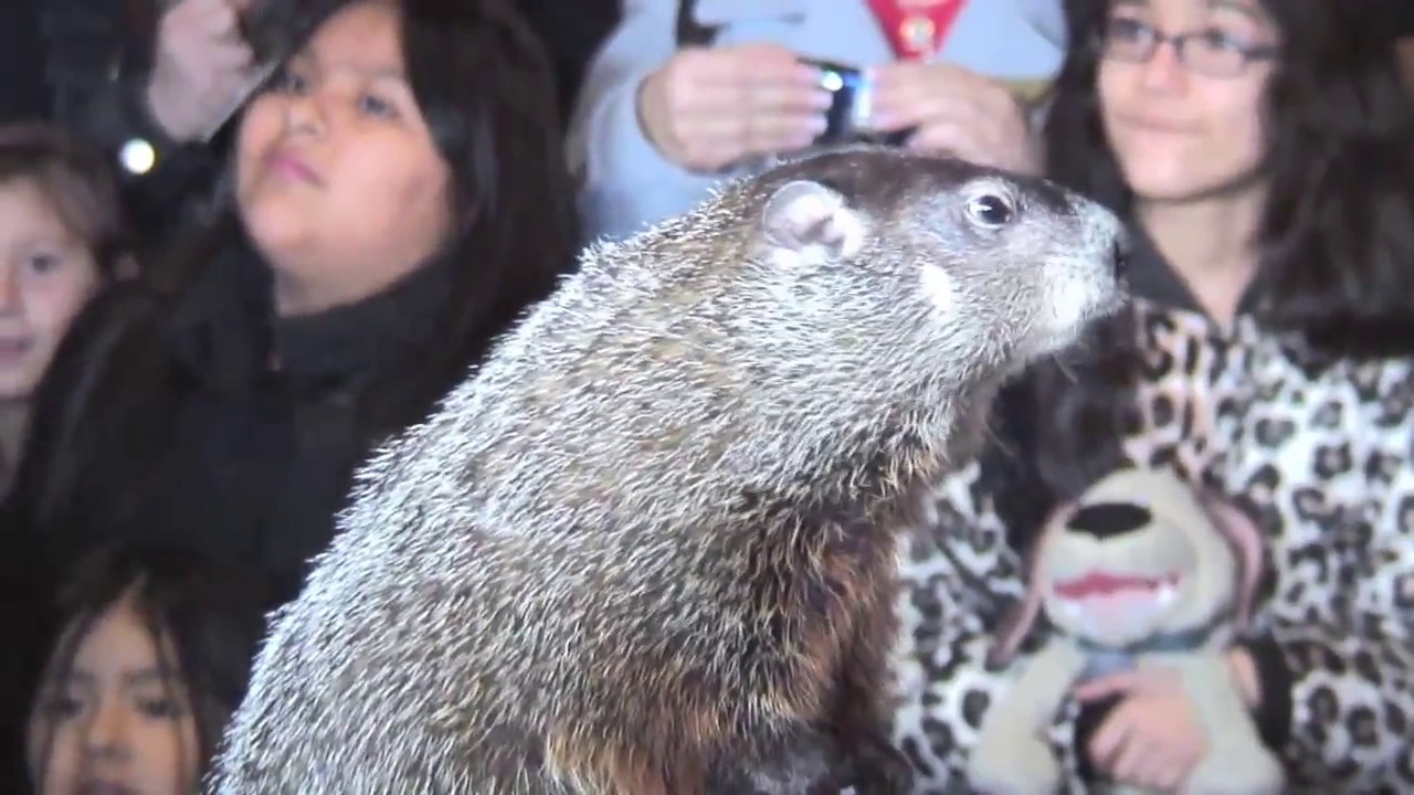 NJ groundhog predicts Seahawks and six more weeks of winter (Video ...