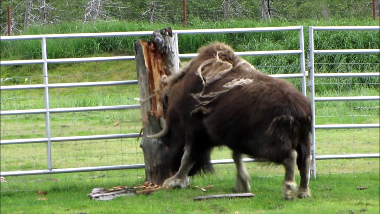Mad Musk Ox # 2 - YouTube
