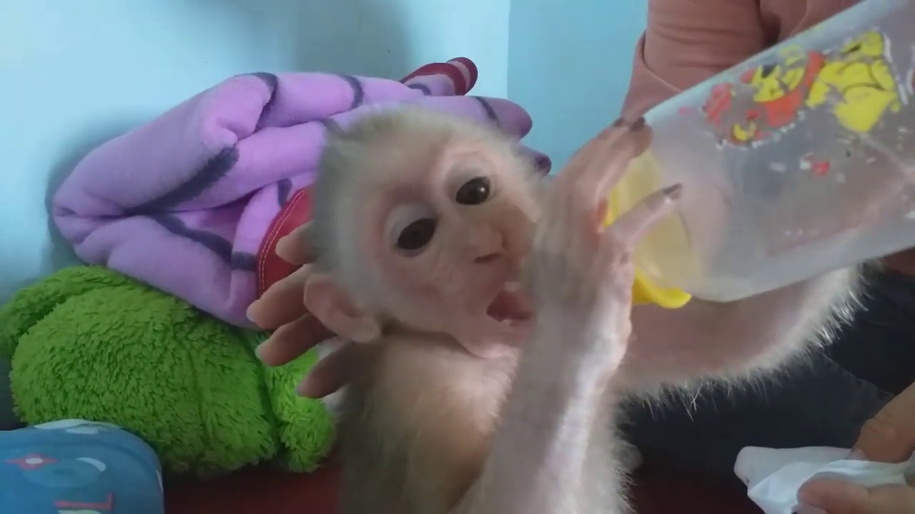 Baby monkey Na Has Red Buttocks, And Mom Applied Medicine To Na - YouTube
