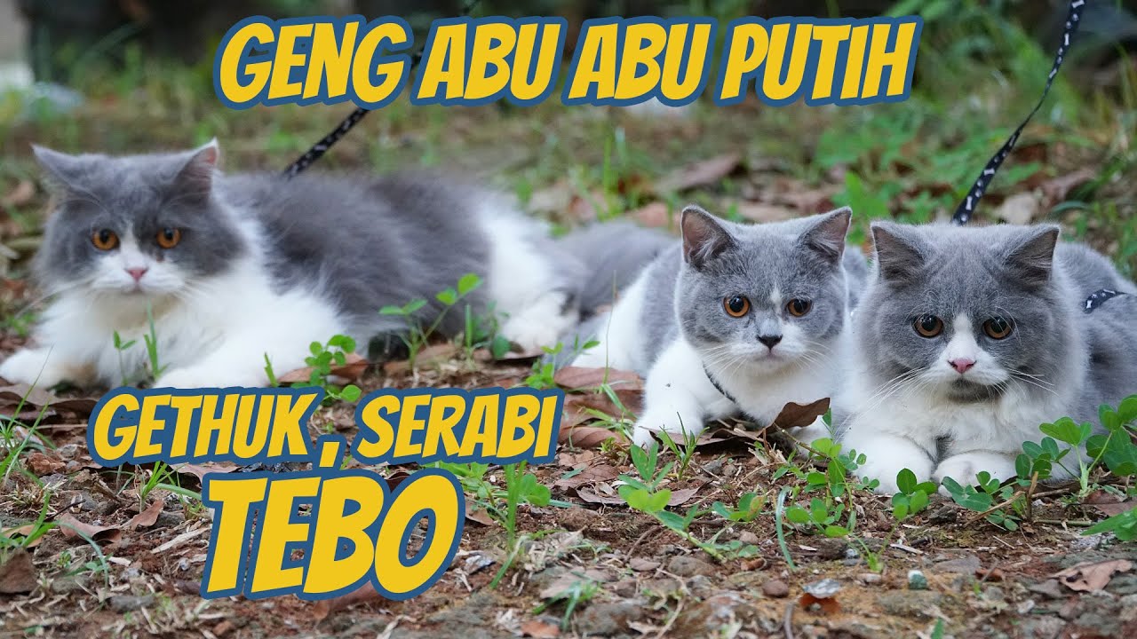 AKU BIKIN GENG KUCING ABU ABU PUTIH - YouTube