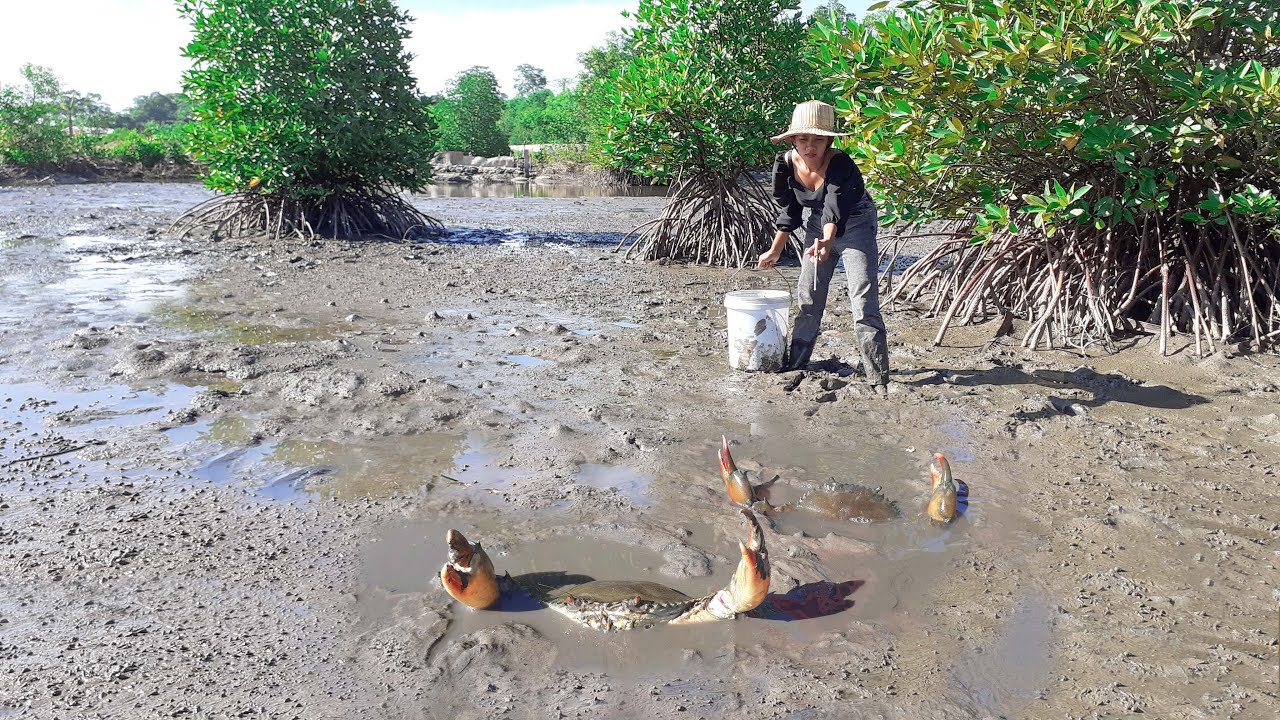 Unique Fishing - Catching Huge Mud Crabs at Swamp after Water Low Tide ...