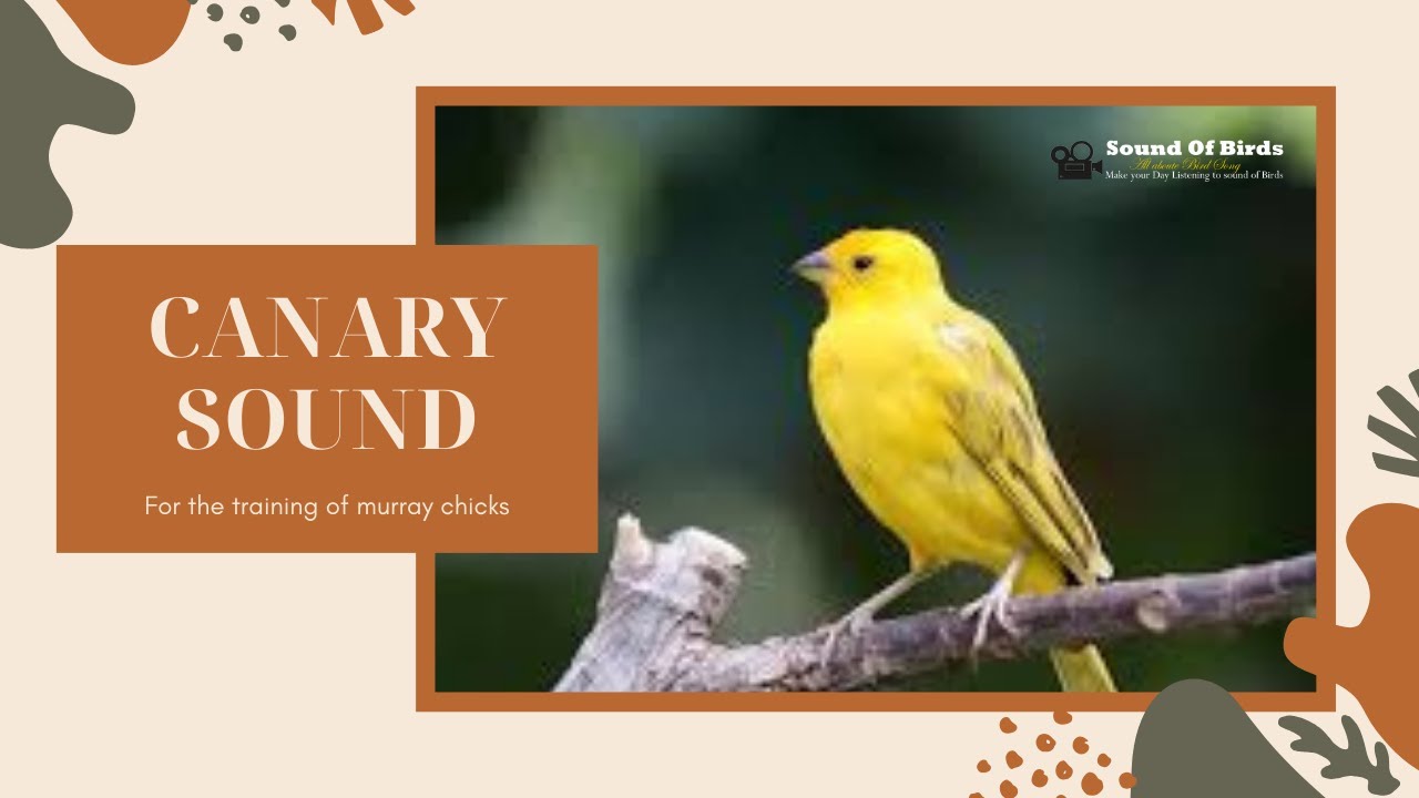 Canary Singing birds sounds at its best | Melodies Canary Bird song # ...