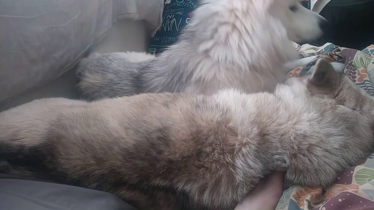 Wolf dog snuggle - YouTube