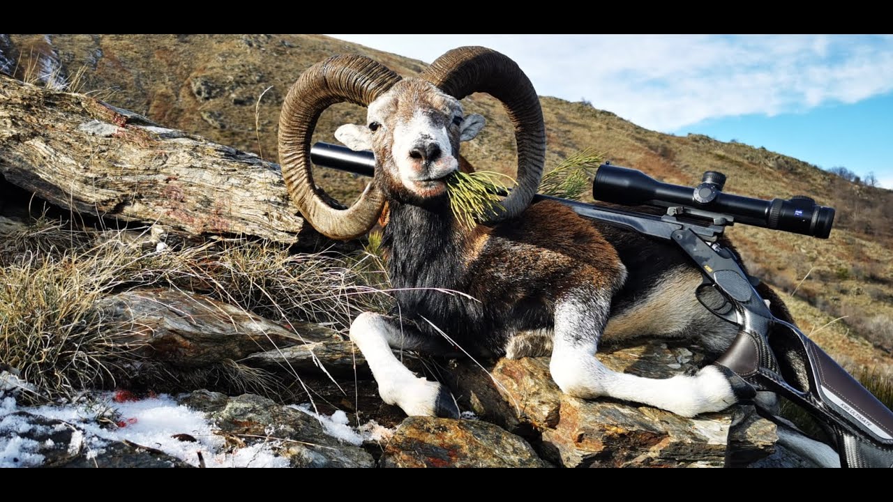 Corsican Mouflon Hunting in France (Ovis aries musimon) - YouTube