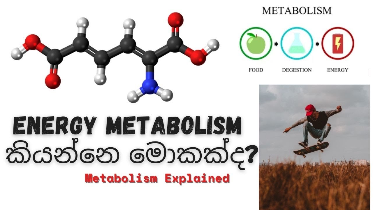 What is Energy Metabolism? | Energy Metabolism යනු කුමක්ද? - YouTube