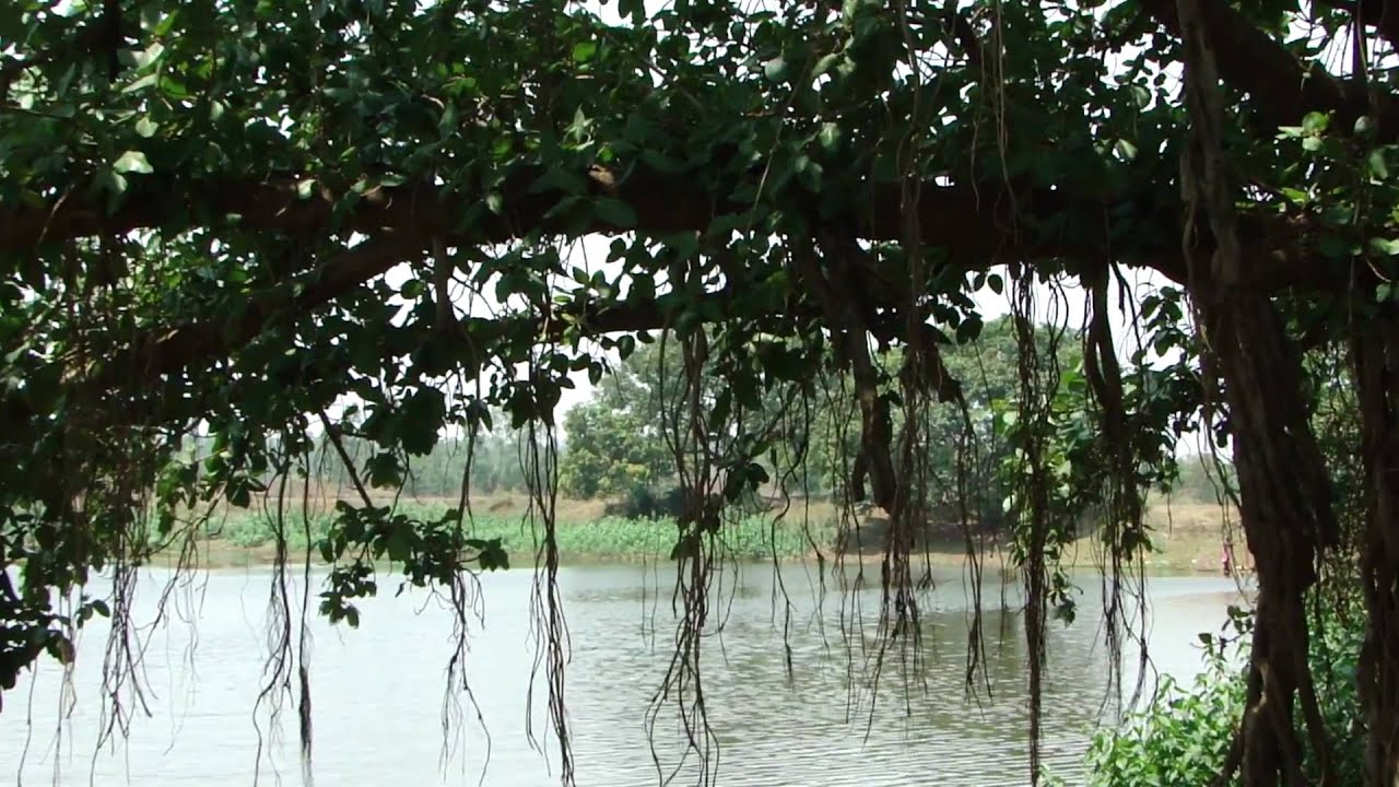 Healing Bargad Trees of Chhattisgarh, India. Part-7 © Pankaj Oudhia ...