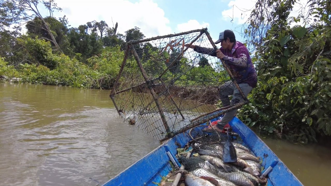 ANGKAT JEBAKAN IKAN BESAR SAAT AIR NAIK MENDADAK - YouTube