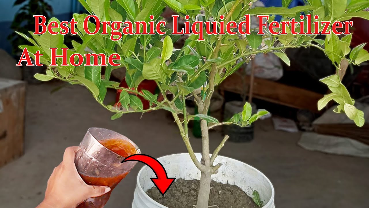How to make the best organic liquid fertilizer at home? Best fertilizer ...