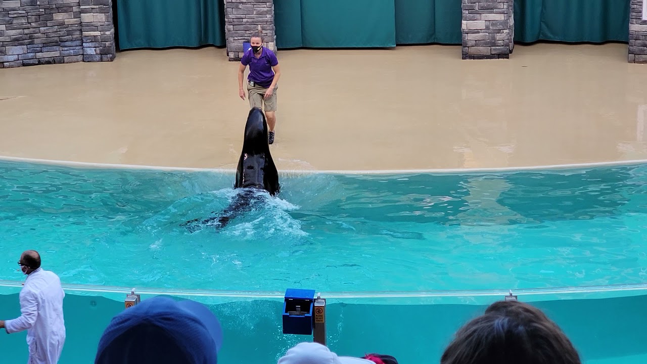 Sea Lion Show - SeaWorld Orlando - YouTube