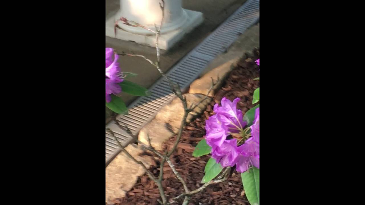 Natalee Young Terkel Purple Flowers - YouTube