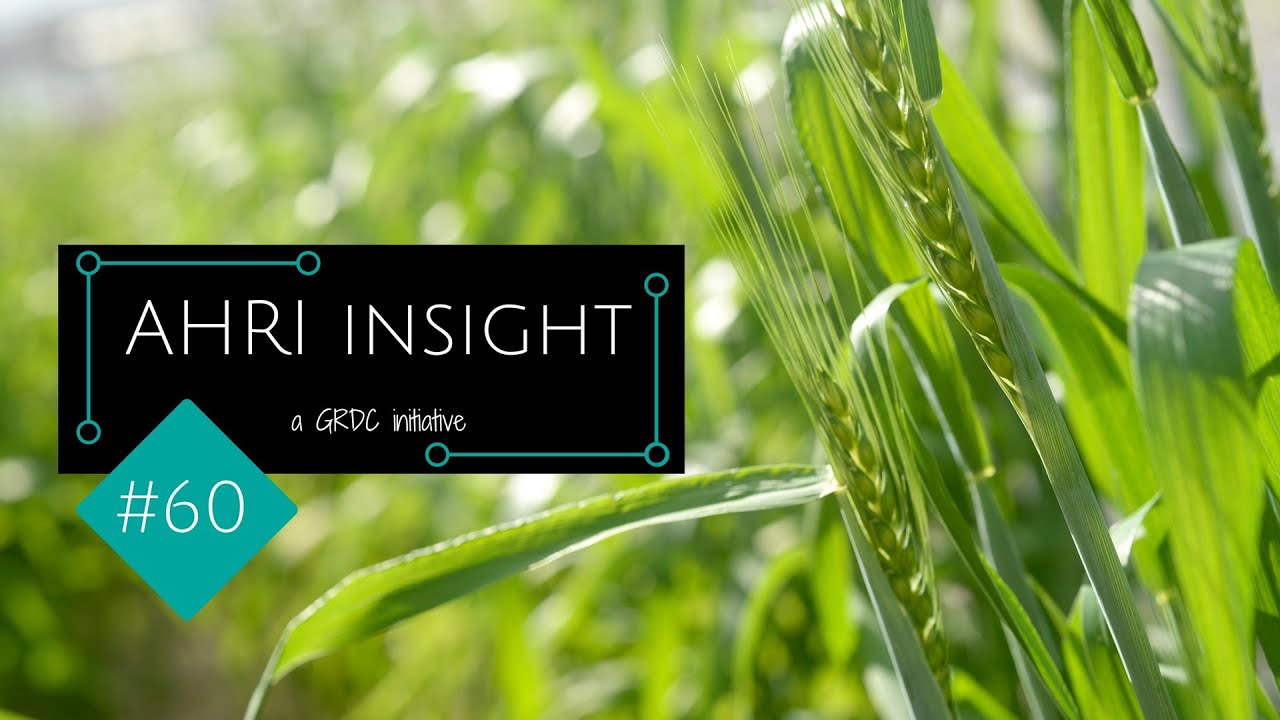 AHRI insight #60 Canola's a better crop plant than a weed - YouTube