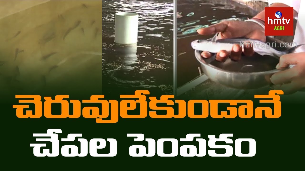 RAS Fish Farming System | Software Success Story in Fish Farming | hmtv ...