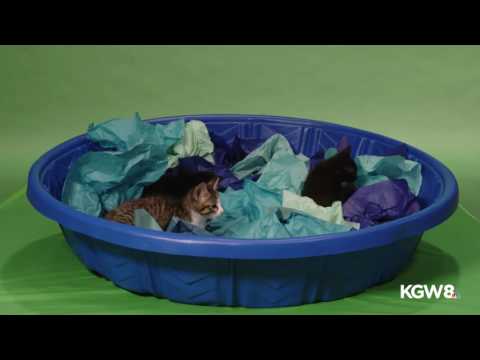 Cute Kittens \