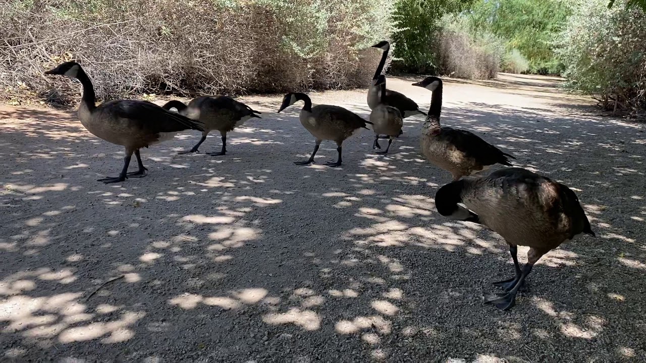 Canadian Geese on path - YouTube