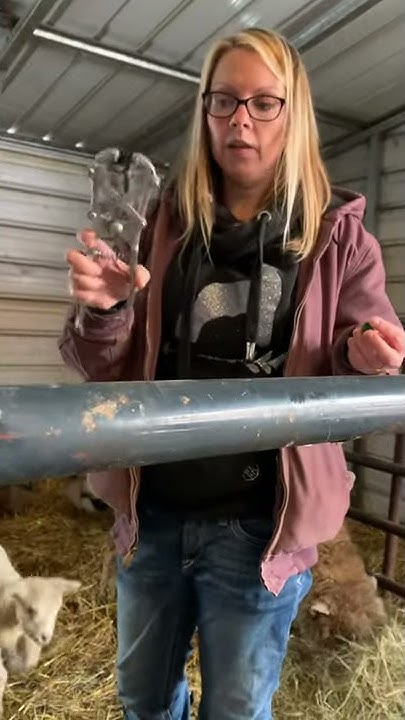 Banding lamb tails how and why #shorts - YouTube