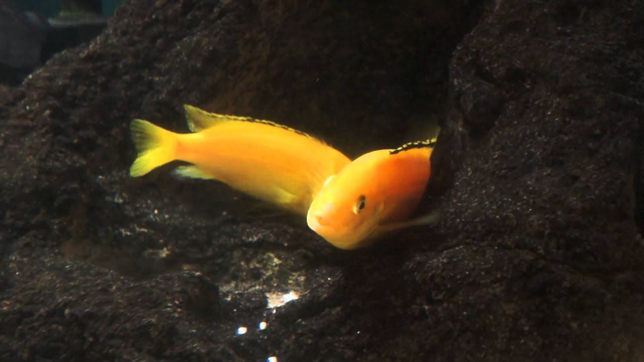 Electric Yellow Lab (Labidochromis Caeruleus) - YouTube