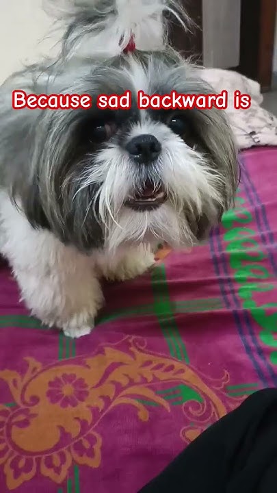 Are you sad😧 #funny#dogshorts#shihtzu#shortfeed#ytshorts#cutedog #shihtzu#trending#dog#cute#fun# ...