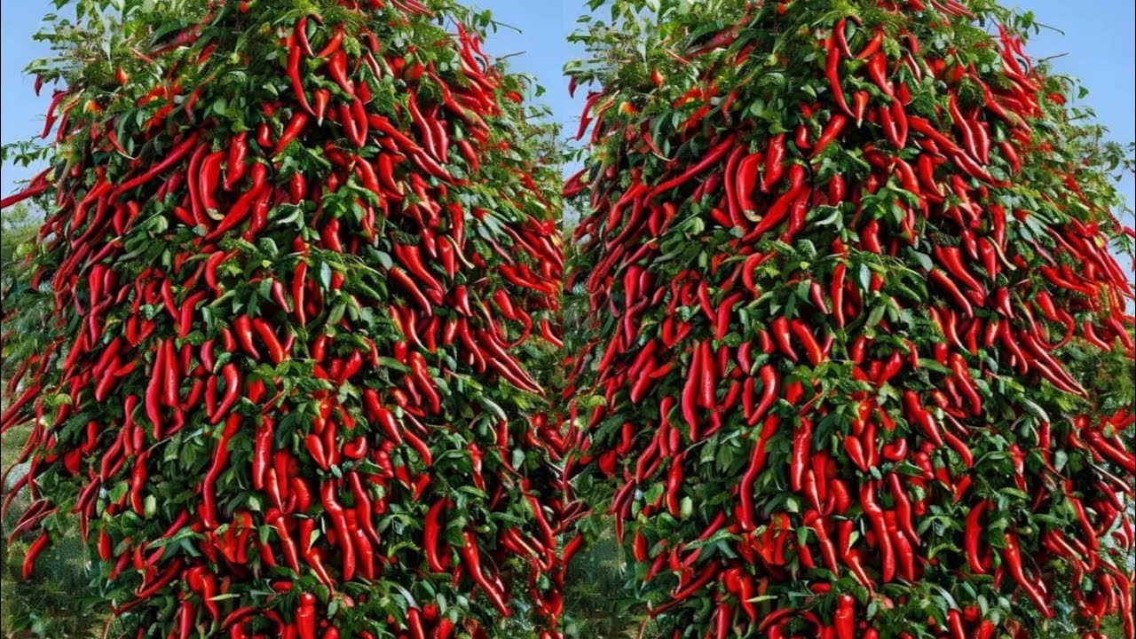 🌱 Simple method propagate chilli tree with potato fruit || how to grow ...