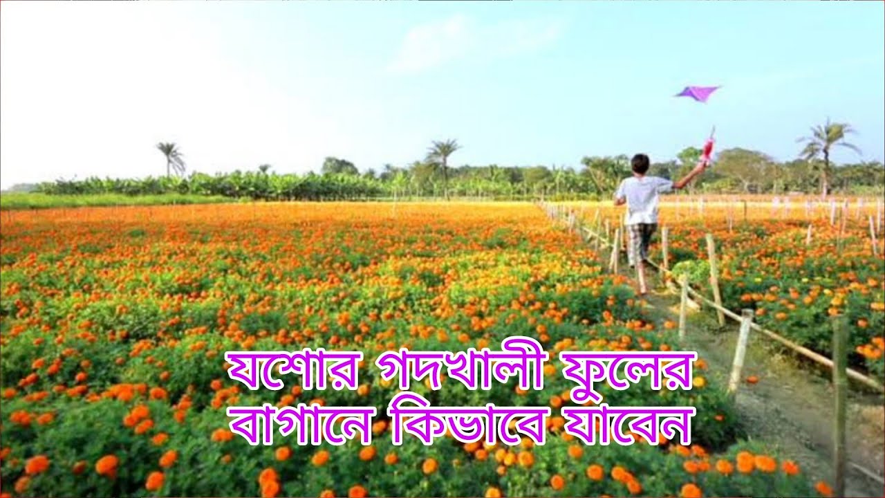 যশোর গদখালী ফুলের বাগানে কিভাবে যাবেন? | Godkhali fuler Bagan tour plan ...