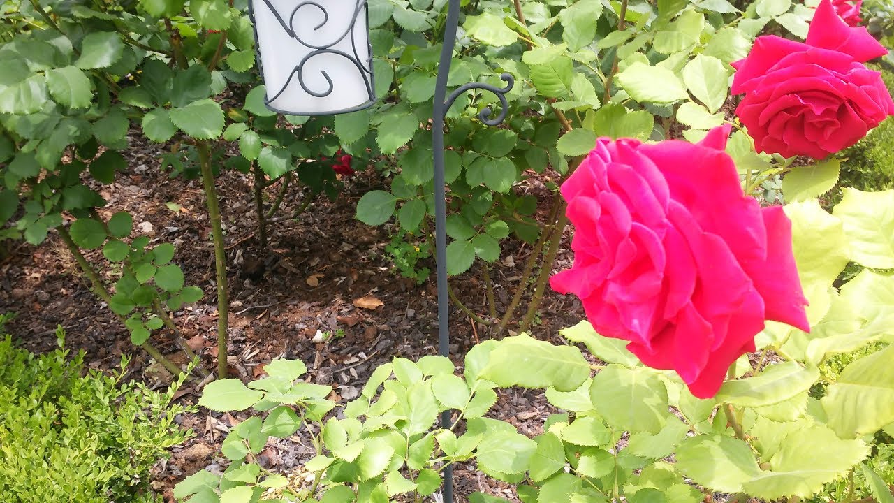 Back to the Garden - Joni Mitchell - Woodstock Rose Garden - YouTube