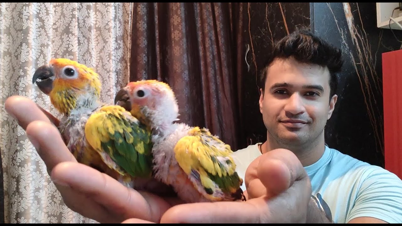 Beauty of a yellow dominant sun conure | Arsh's_bird | Arsh's bird ...