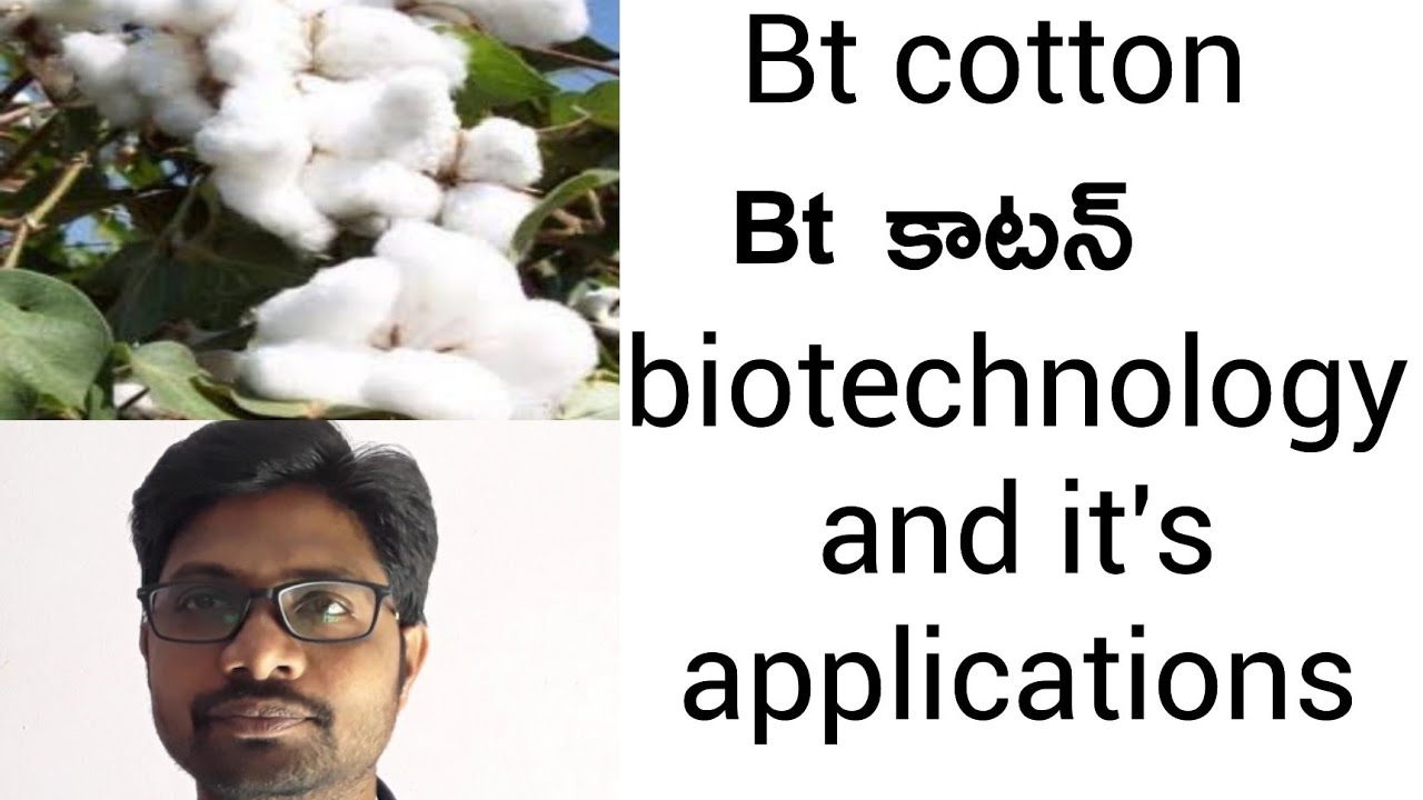 Bt cotton biotechnology and it's applications - YouTube