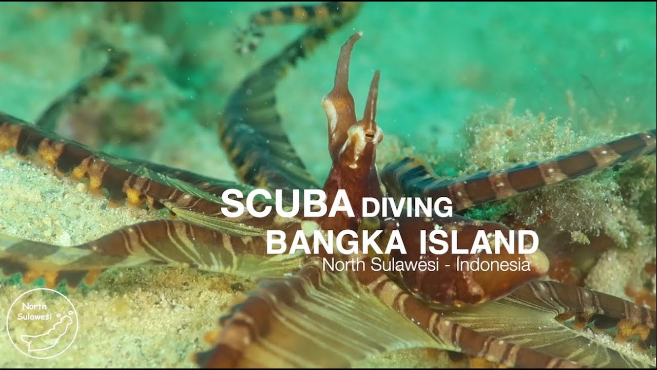 Scuba Diving Bangka Island in 2023 - North Sulawesi in Indonesia - YouTube