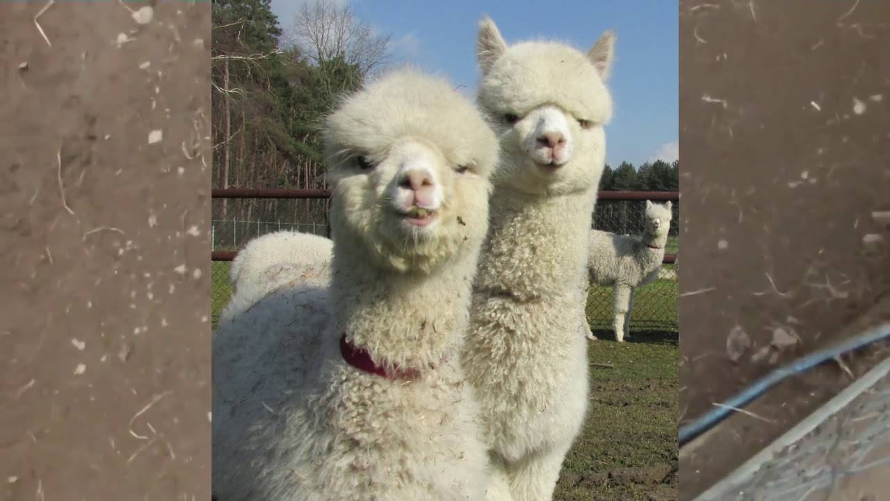 The Alpaca Song - YouTube