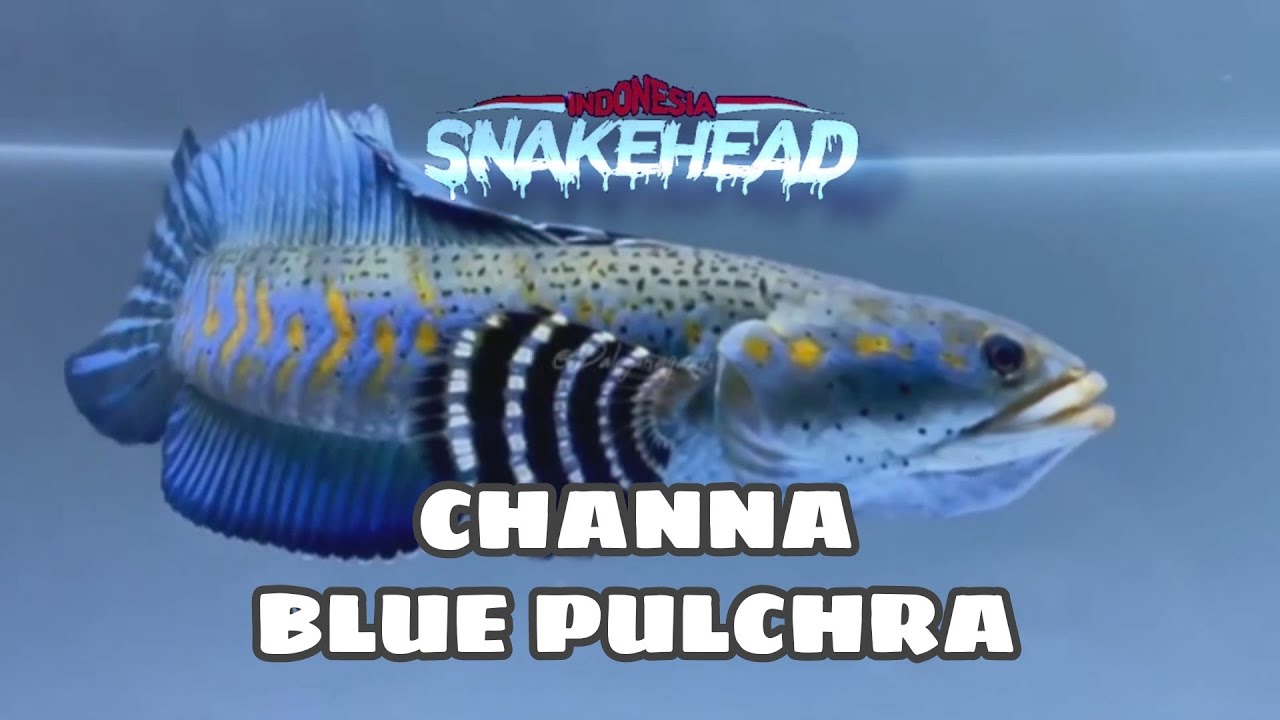 CHANNA BLUE PULCHRA SNAKEHEAD SUPER JUMBO - DYP Fishkepeers - YouTube