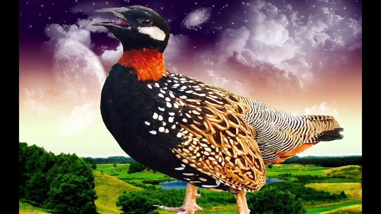 Black Francolin (kala Teetar ) Amazing Voice || Amazing Natural Bird ...