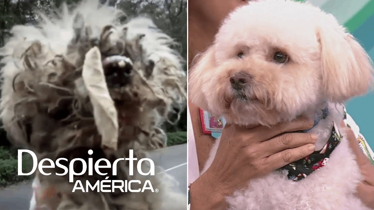Increíbles historias de supervivencia de perritos callejeros de ...