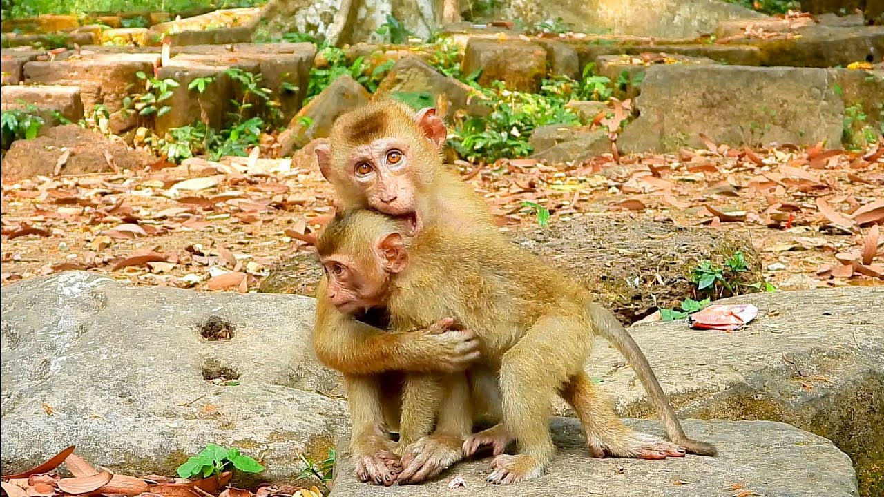 Lovely big baby monkey Rainbow, brother love baby like human. - YouTube