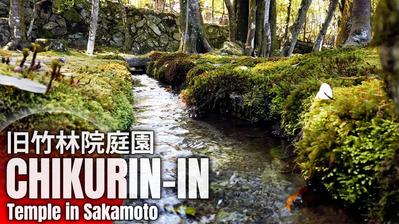 Former Chikurin-in Temple Garden during sakura season | 4k - YouTube
