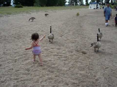 goose stealing a chip from brooklyn - YouTube