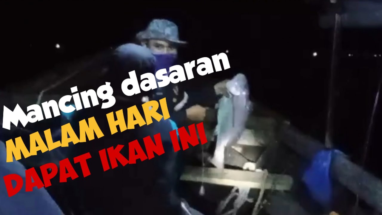 Mancing dasaran malam hari dapat ikan ini #mancing #fishing #fish # ...
