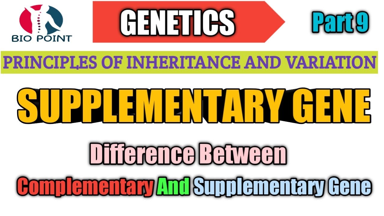 SUPPLEMENTARY GENE || PRINCIPLES OF INHERITANCE AND VARIATION ...