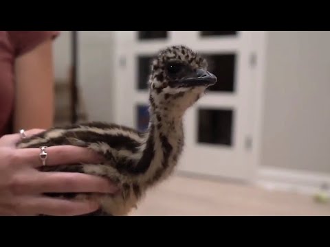 Callback: Baby Stompy - YouTube