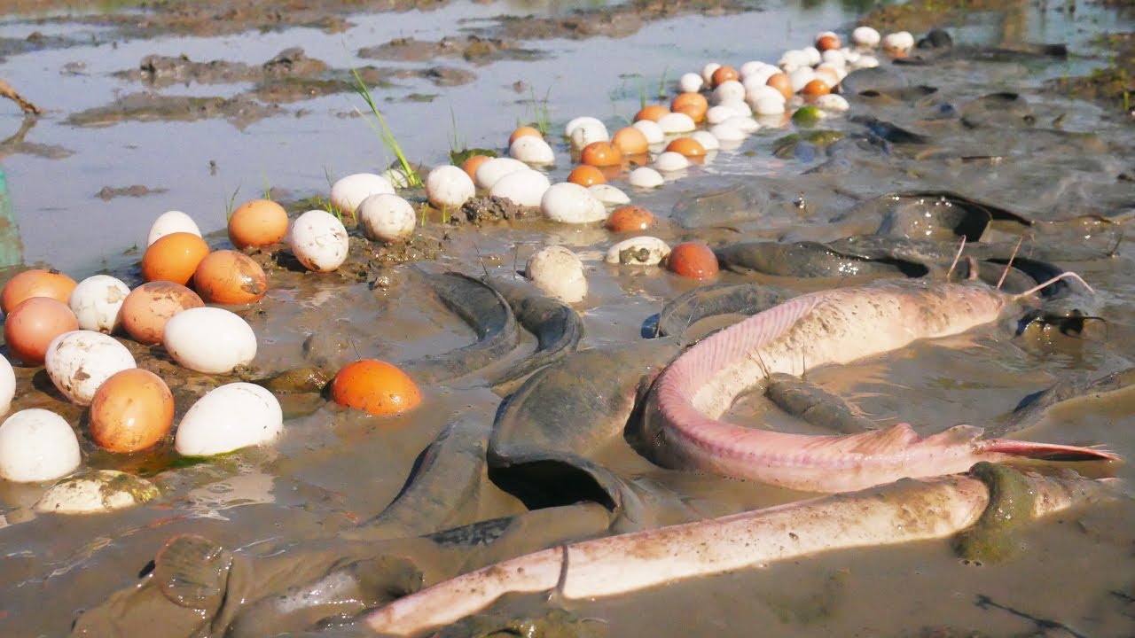 awesome fishing! I catch a lots fish and eggs under mud water at field ...