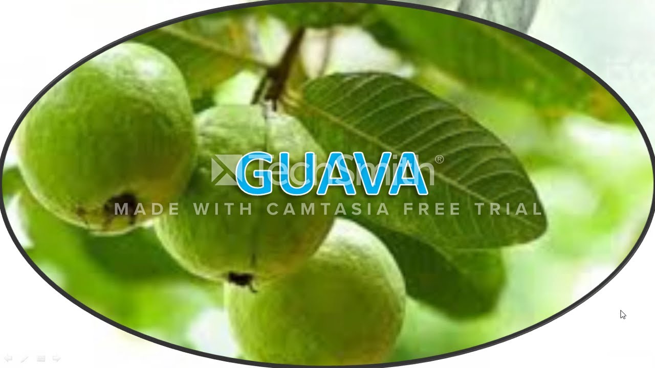 Guava/amrud (jamfal) - YouTube