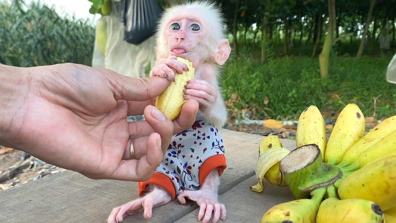 Alu baby monkey eats banana || BuBu gluttony - YouTube