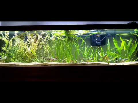 my 33 long planted tank - YouTube