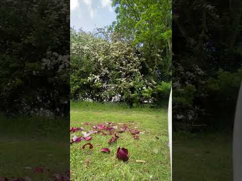 Reviewing girl v 1 pack of onions 🧅 how long will it take me