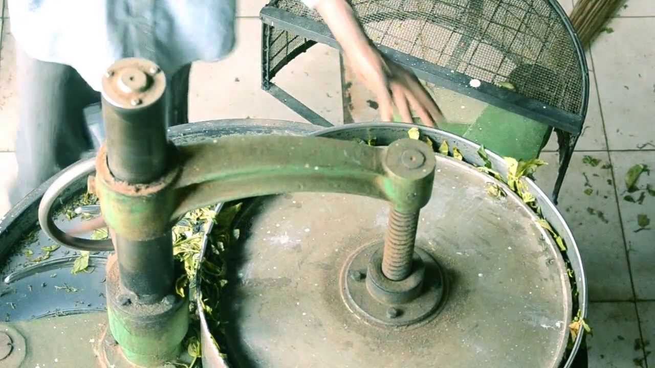 Dilmah Tea Estate - Radella - YouTube