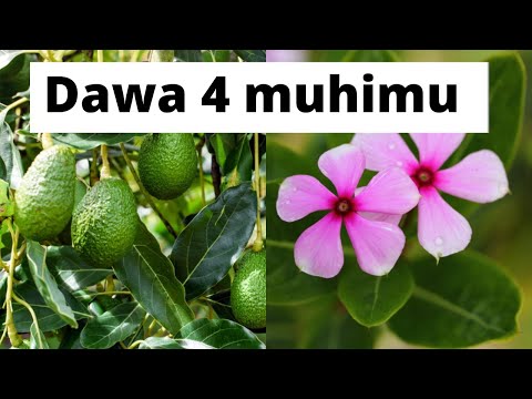 Hakikisha umepanda miti hii nyumbani kwako